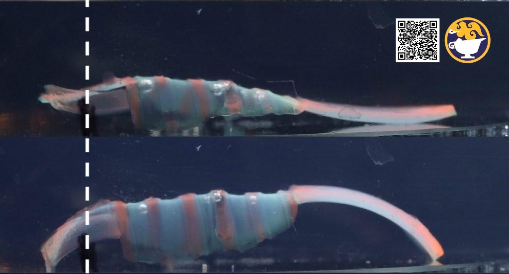 Meet the worm robot! – EngGenie